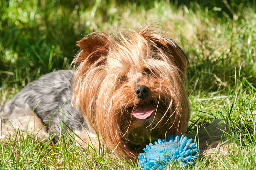 Custom Dog Shaped Urn: Commemorate your Family Friend