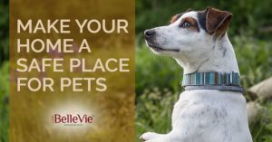 Make your home safe for pets.